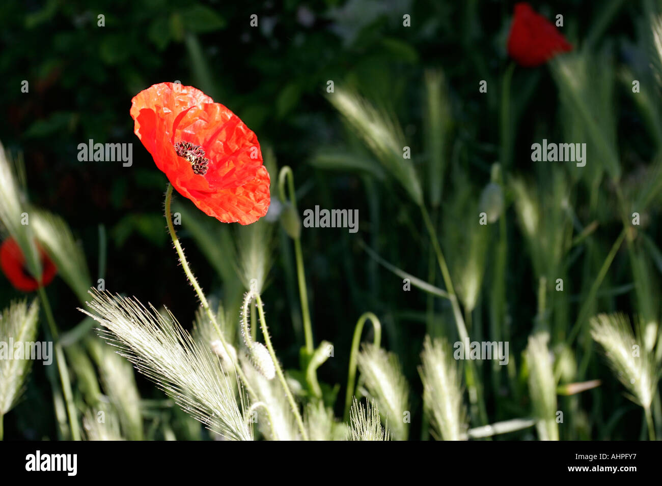 Single open field poppy in France Stock Photo - Alamy