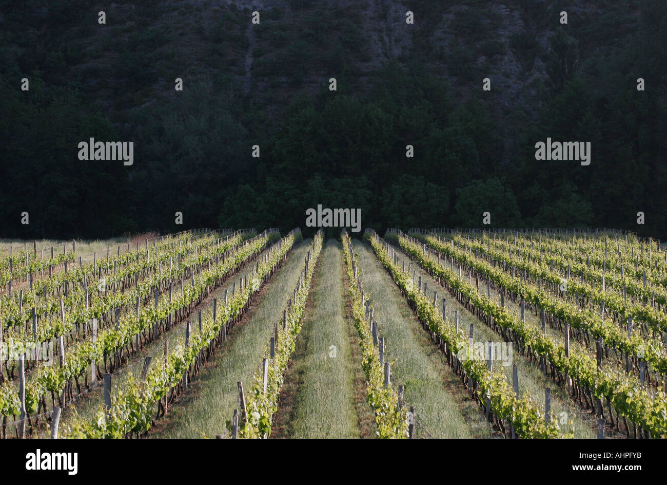 Straight Lines Vines High Resolution Stock Photography and Images - Alamy