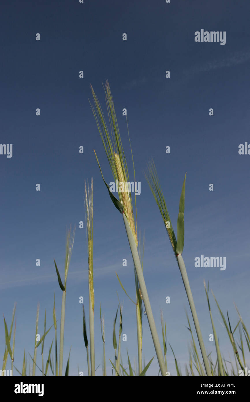 Ears of spring barley with background of blue sky Stock Photo - Alamy