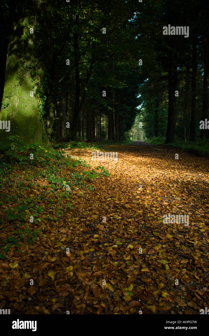 Dying leaf hi-res stock photography and images - Alamy