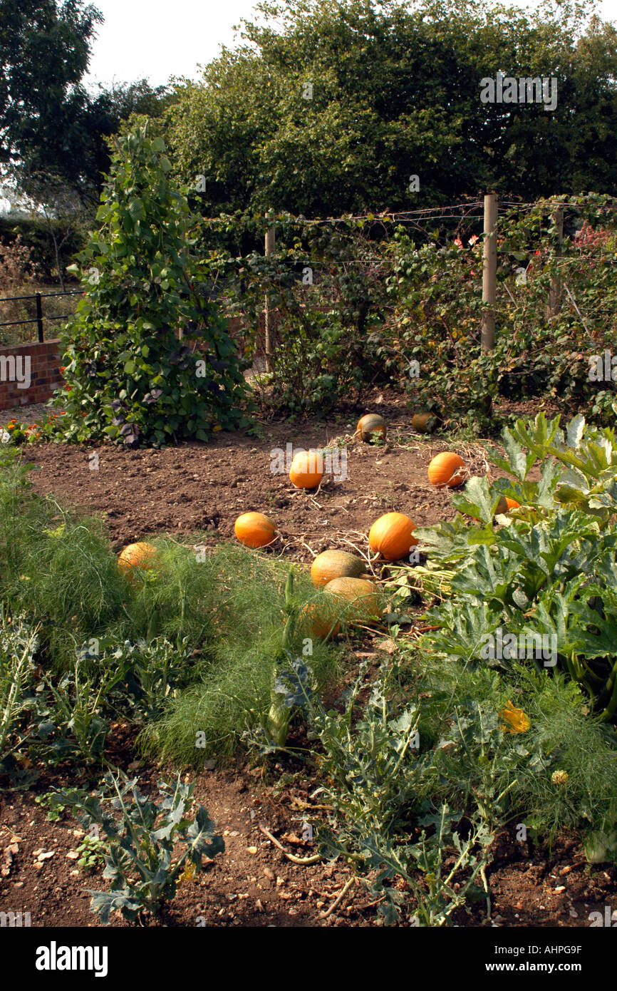 Orange Pumpkins growing on a English Coutry garden allotment Stock ...