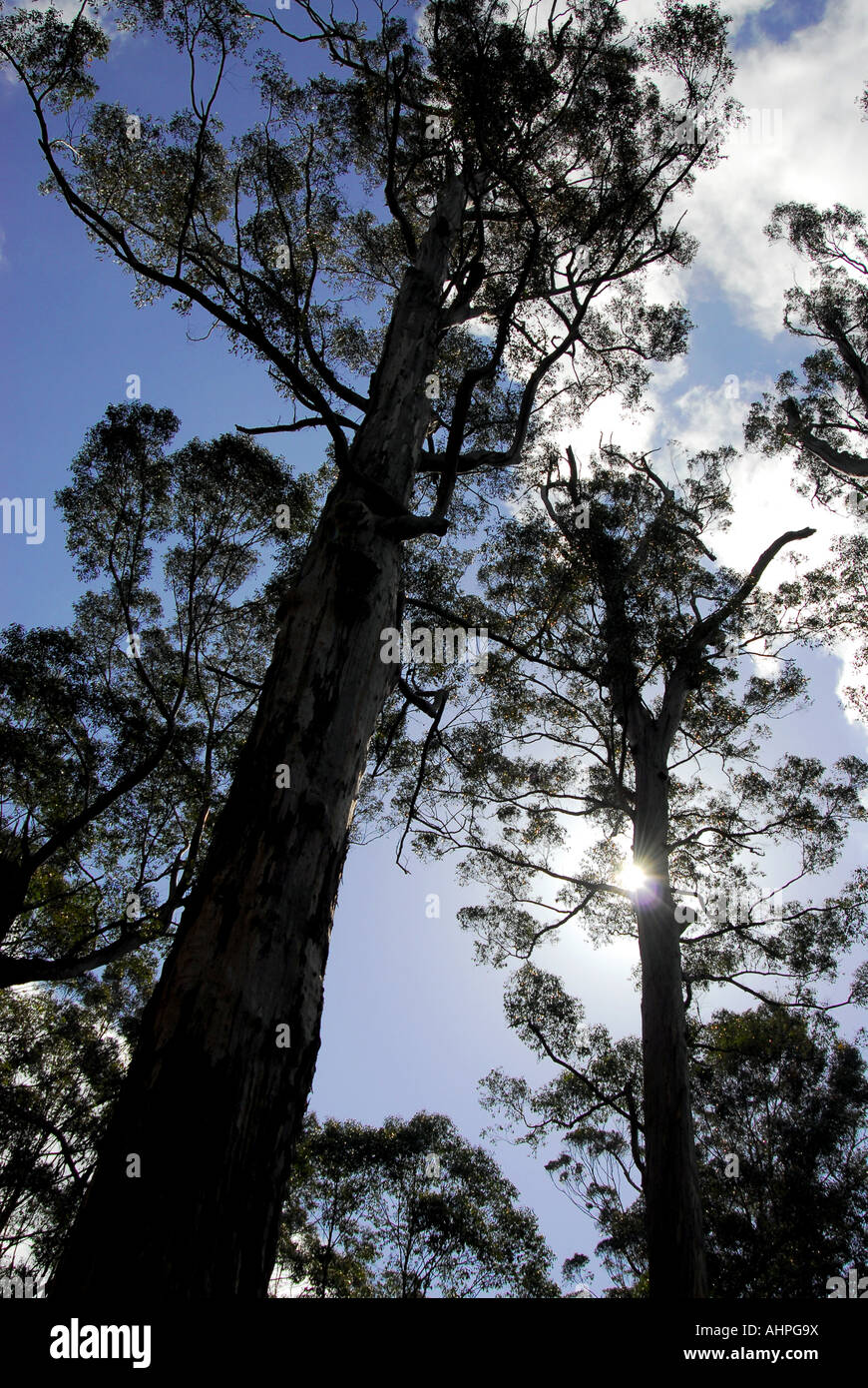 karri tree forest pemberton western australia Stock Photo - Alamy