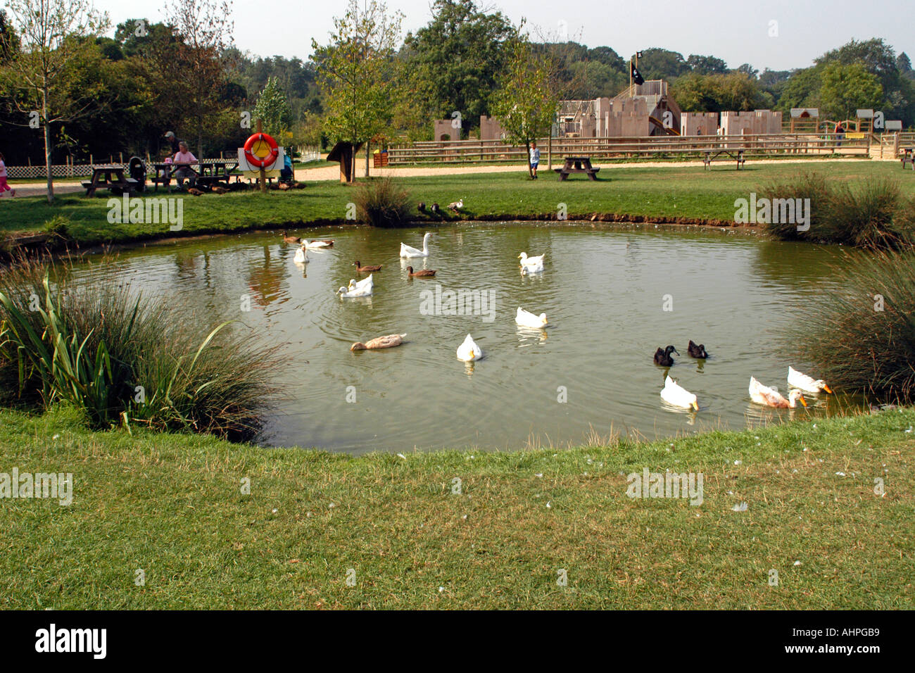 Ducks and Geese in an English farmyard with the compulsory pond Stock ...