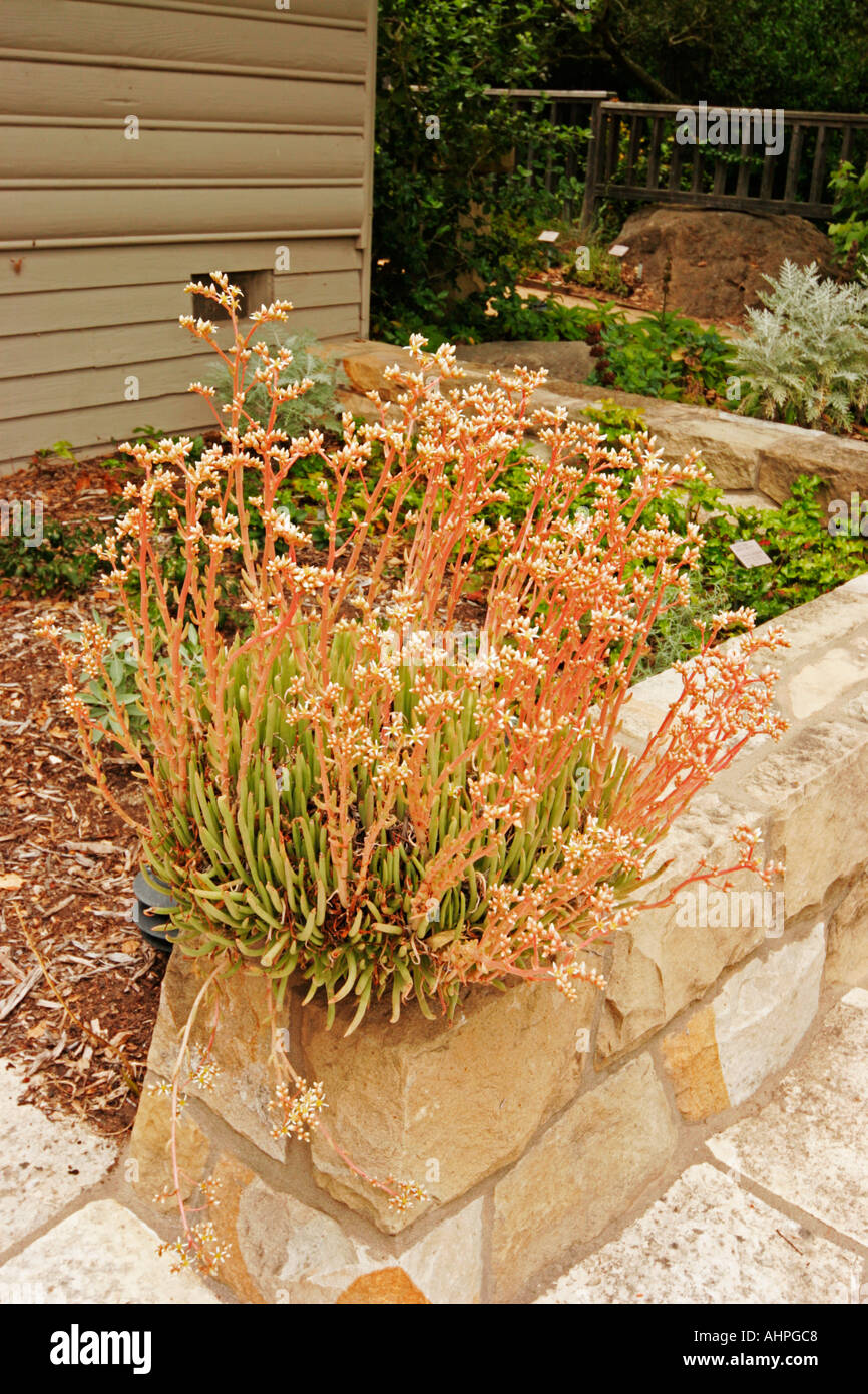 Santa Barbara Botanical Garden California USA Fingertips Dudleya edulis ...