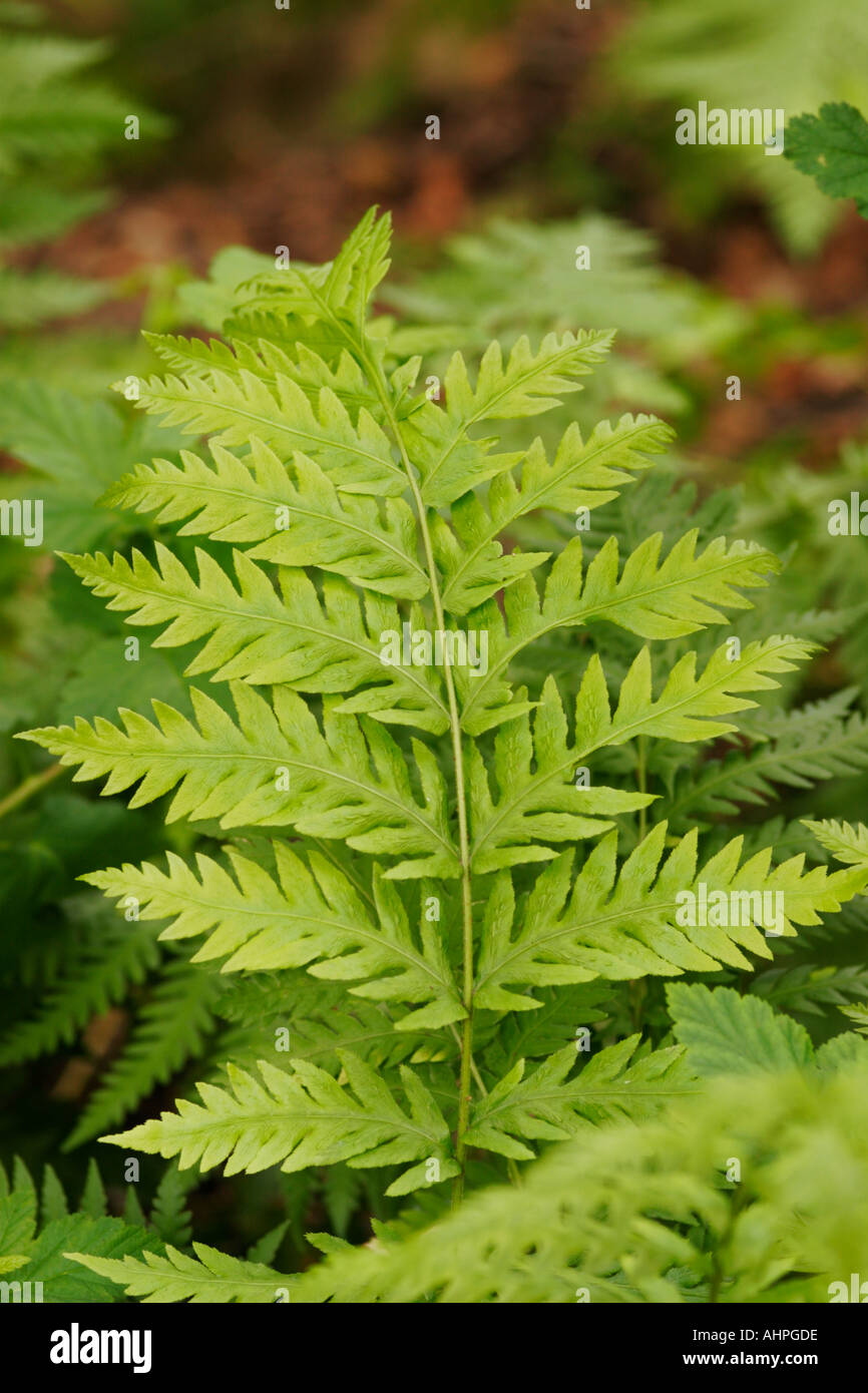 Santa Barbara Botanical Garden California USA Fern Stock Photo - Alamy