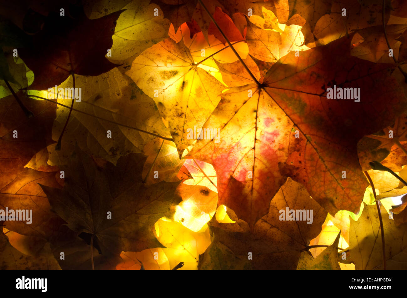 autum color colour dying leaf leaves maple Stock Photo - Alamy