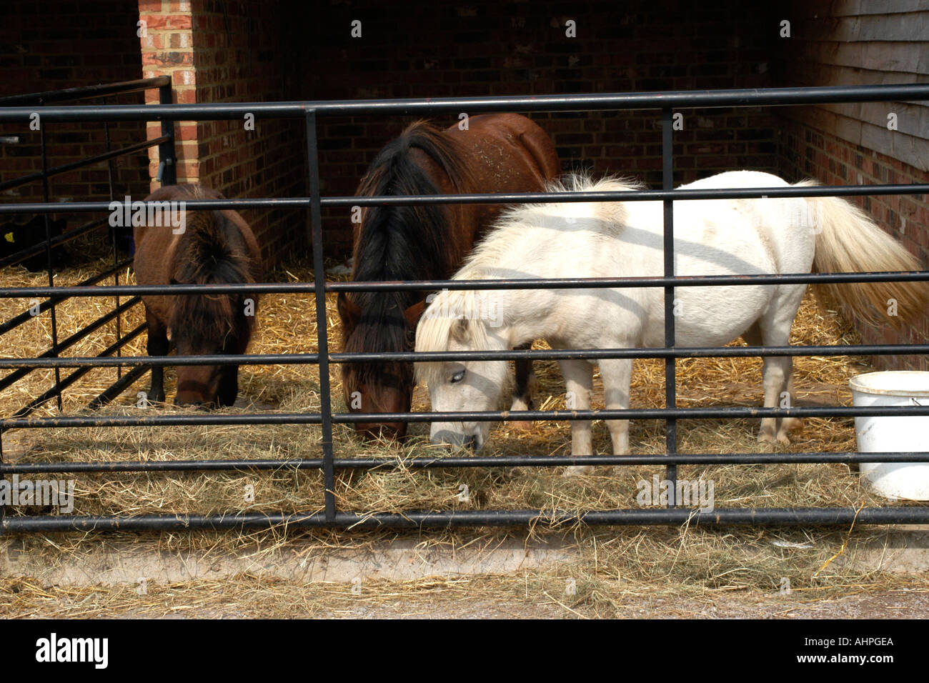 Shetland Ponies at a stables Stock Photo - Alamy
