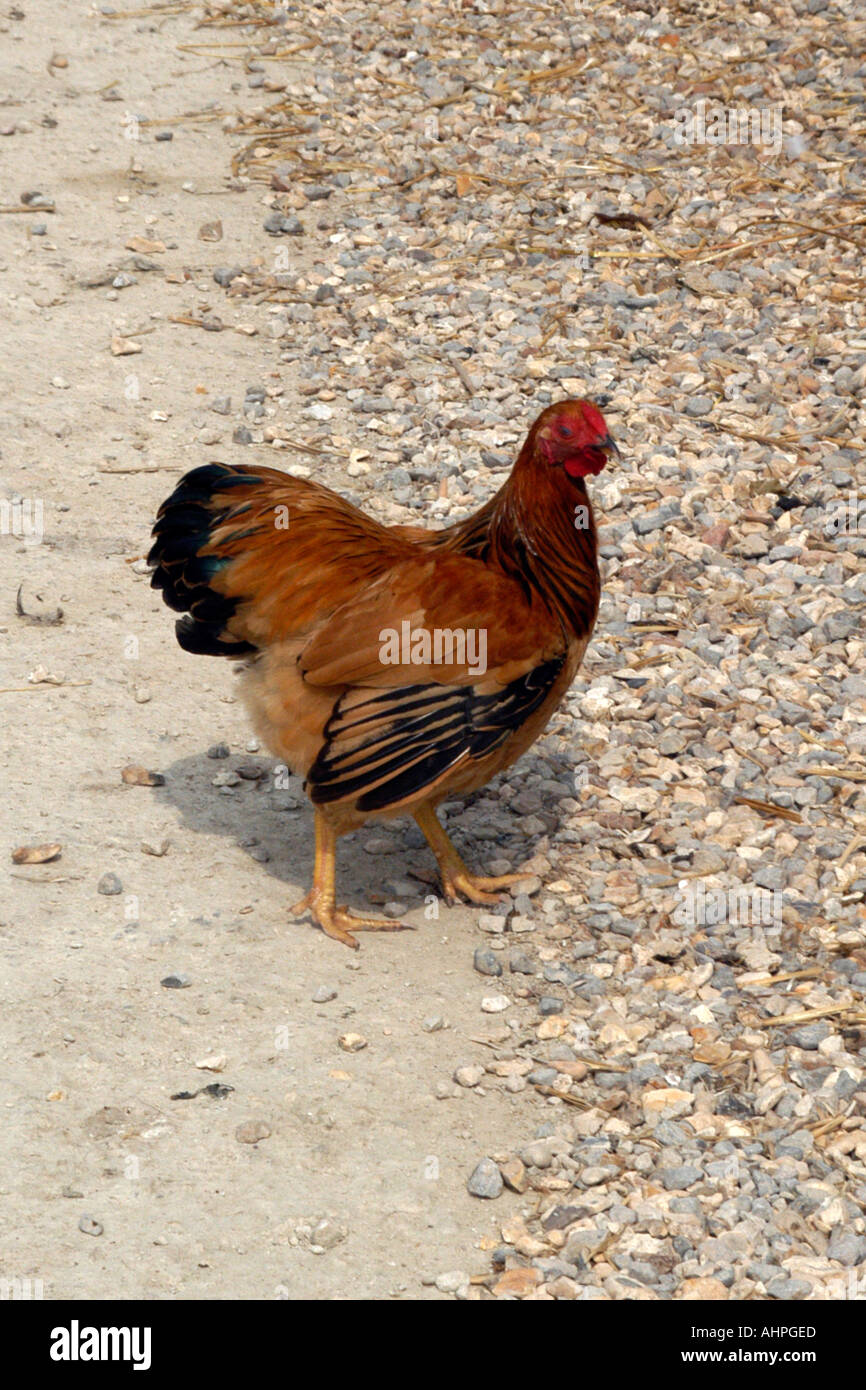 Free Range Chicken let loose in the farmyard to wander where it likes ...