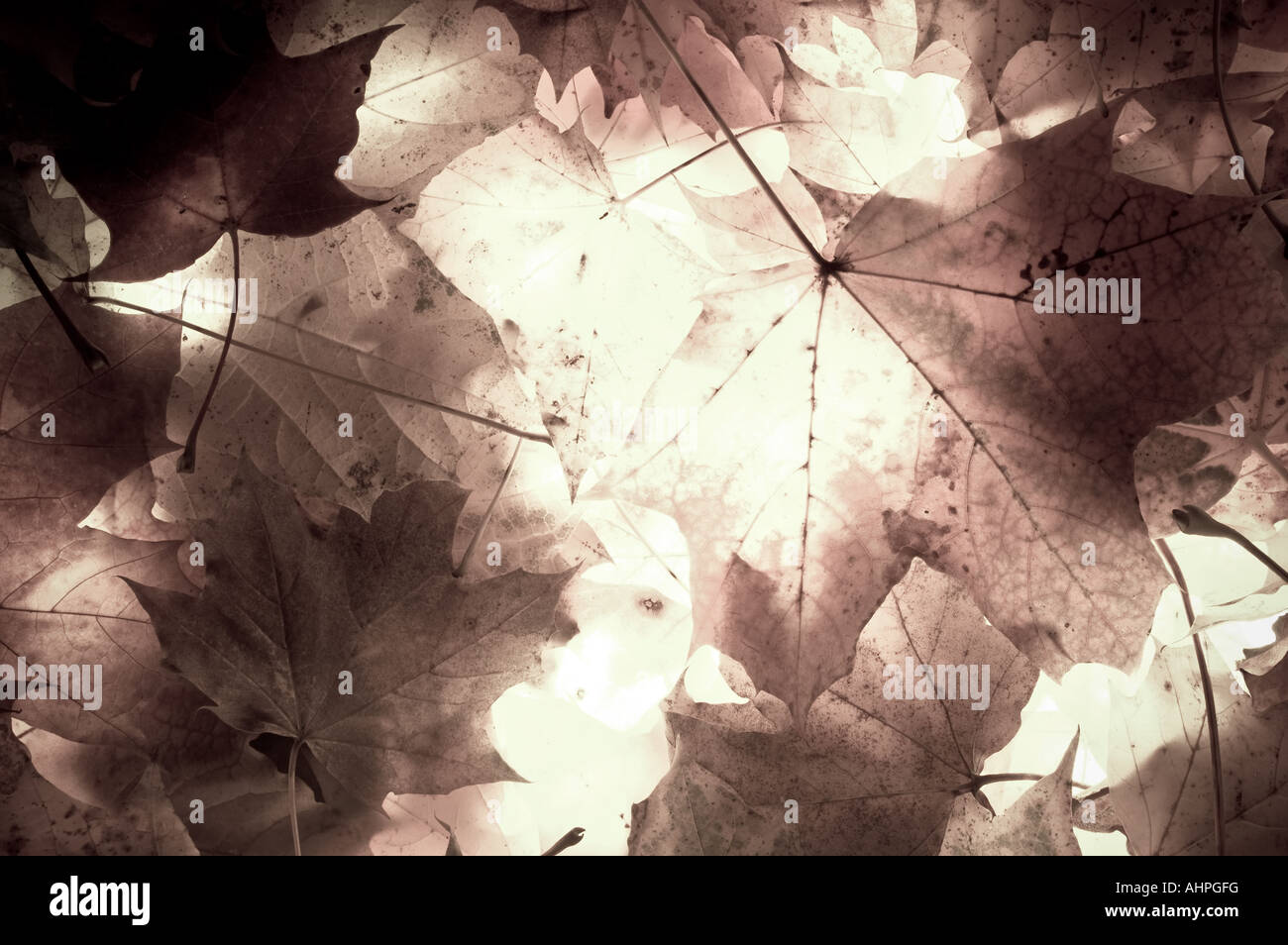 autum color colour dying leaf leaves maple Stock Photo - Alamy