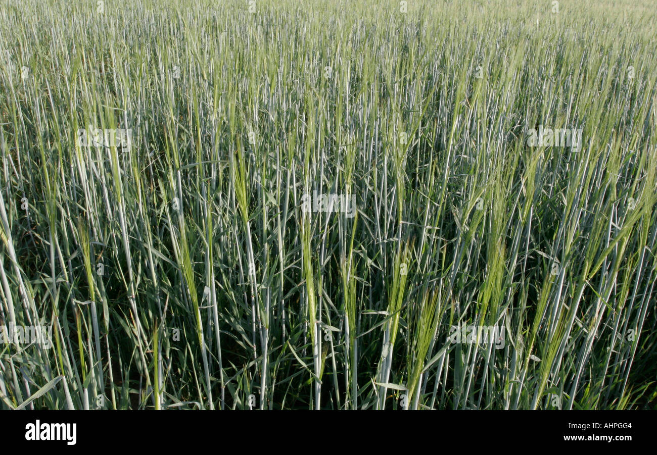 Sow barley hi-res stock photography and images - Alamy
