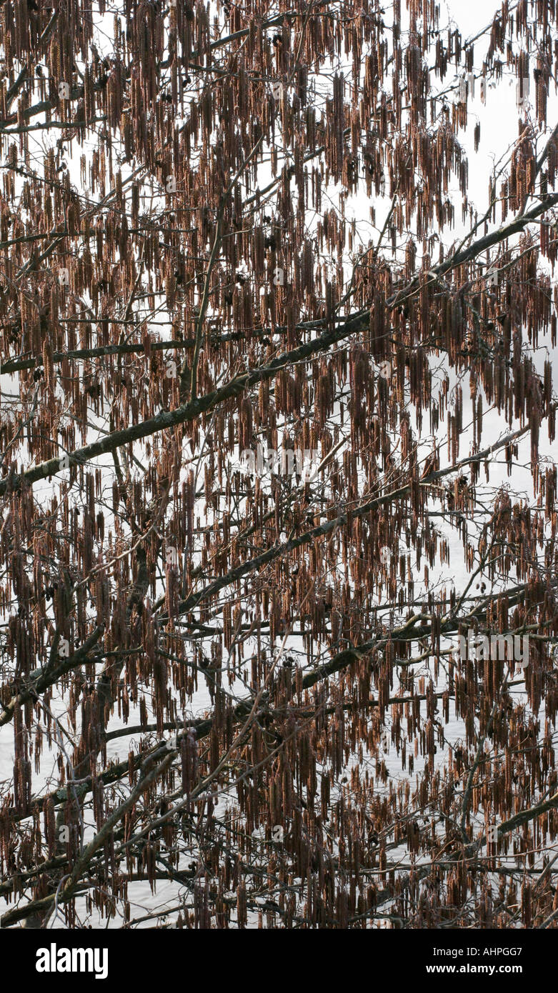 Hanging seed pods hi-res stock photography and images - Alamy