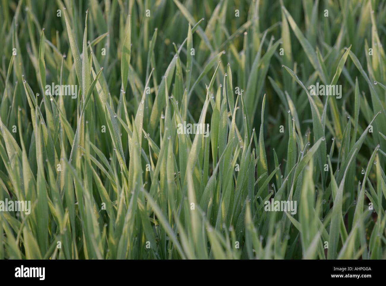 Sow barley hi-res stock photography and images - Alamy