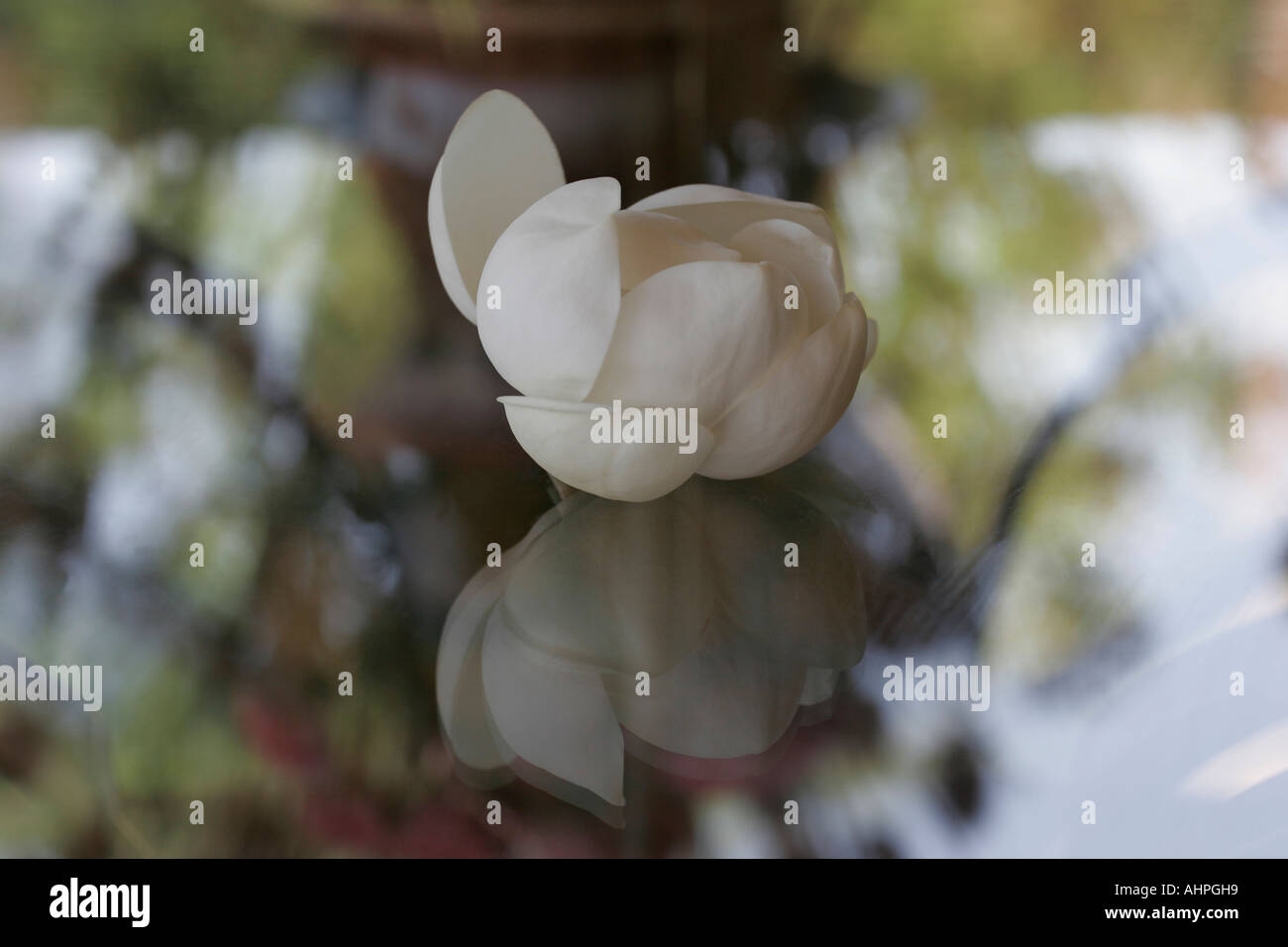 Magnolia flower reflection 1 of 3 Stock Photo - Alamy