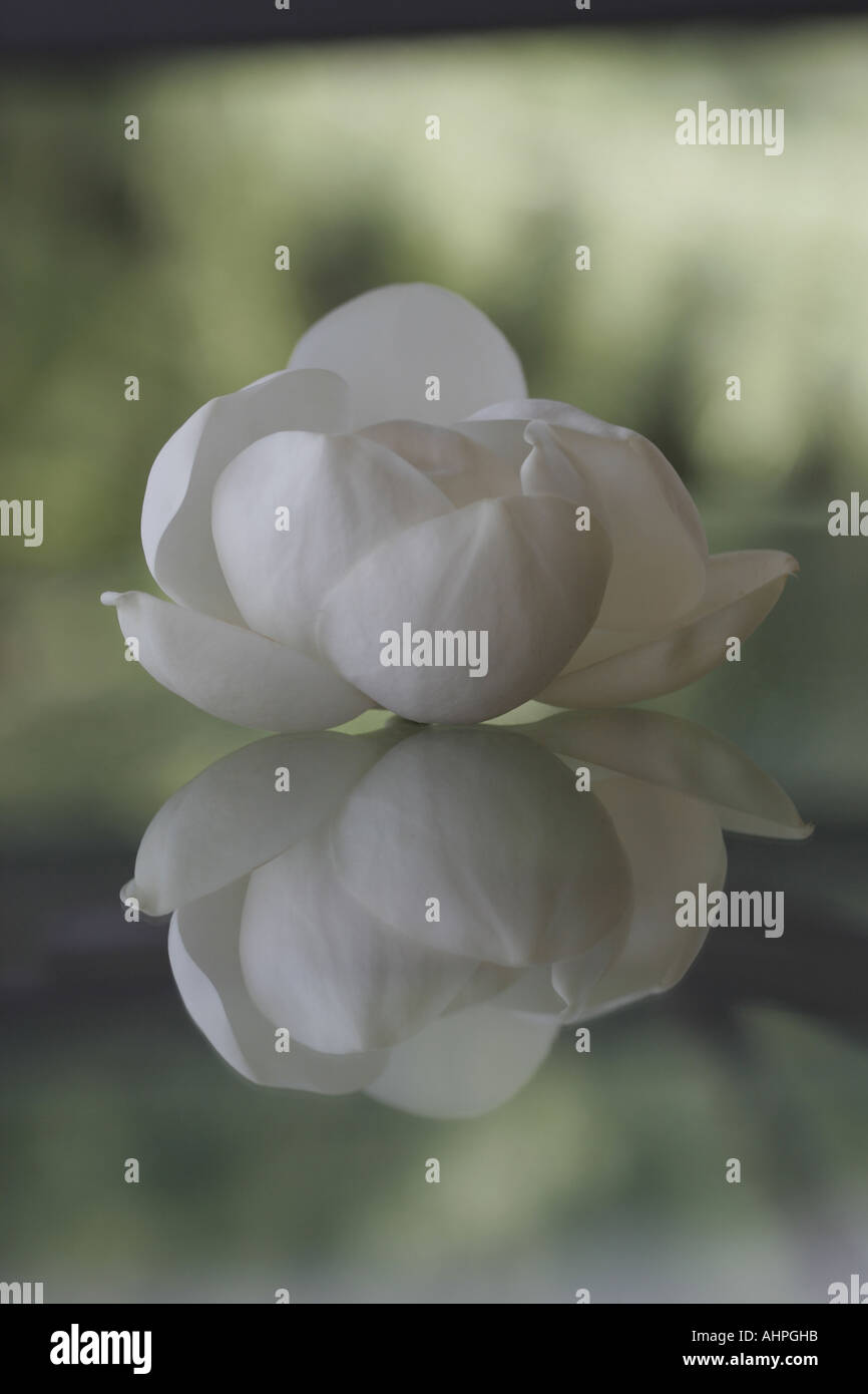 Double magnolia flower hi-res stock photography and images - Alamy