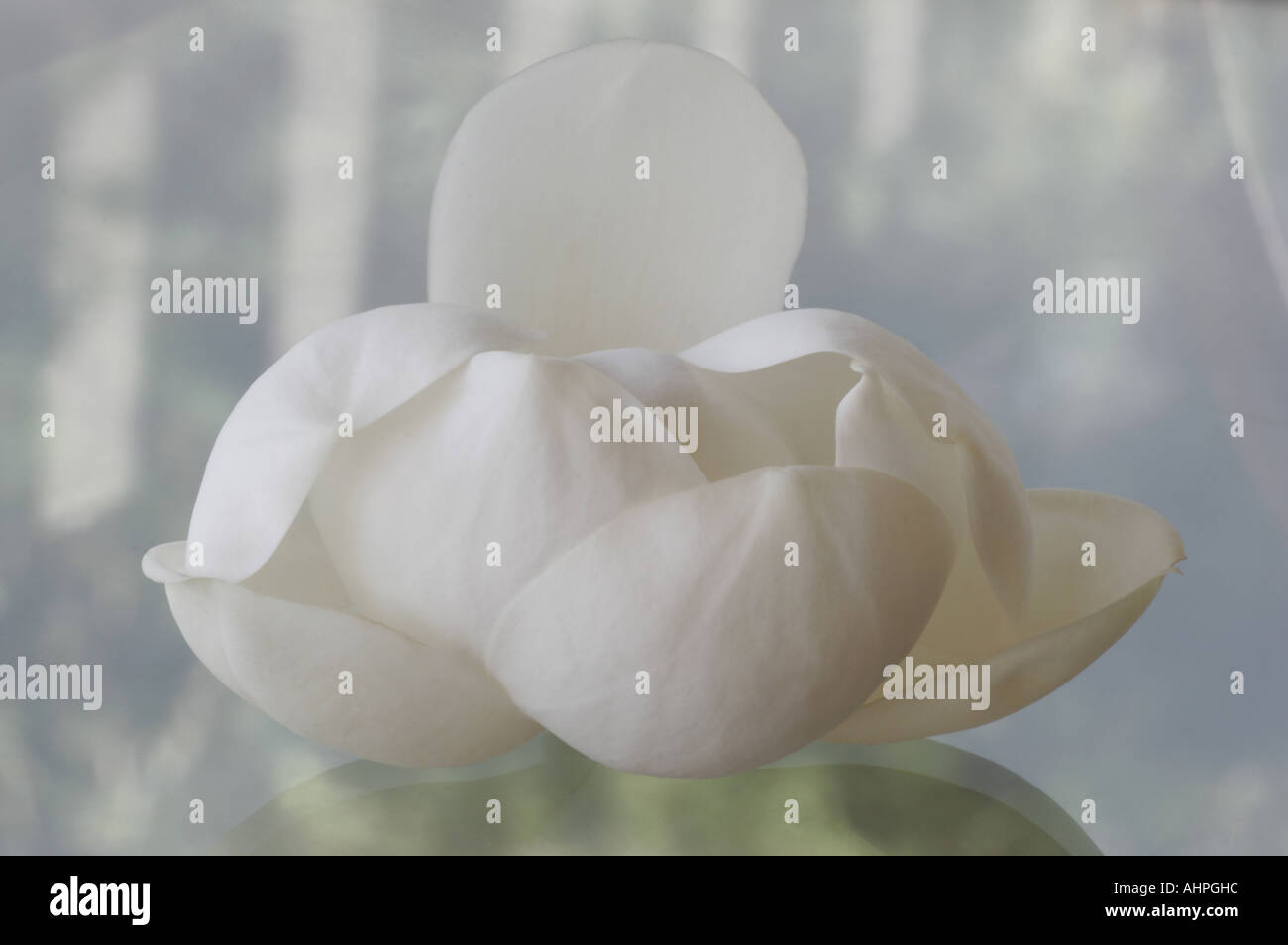 Double magnolia flower hi-res stock photography and images - Alamy