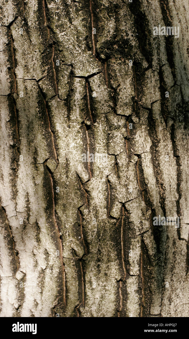 Walnut Bark series 2 of 4 Stock Photo - Alamy