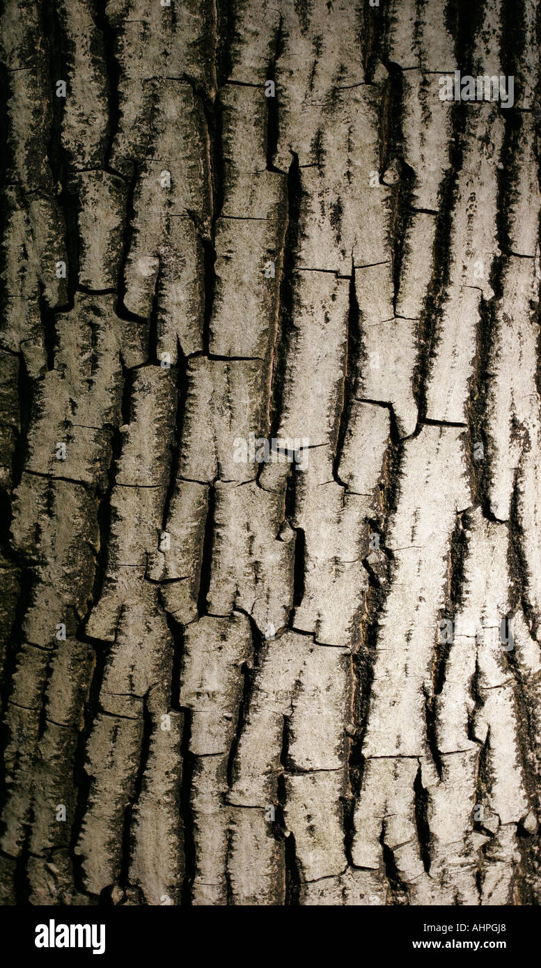 Walnut tree bark hi-res stock photography and images - Alamy