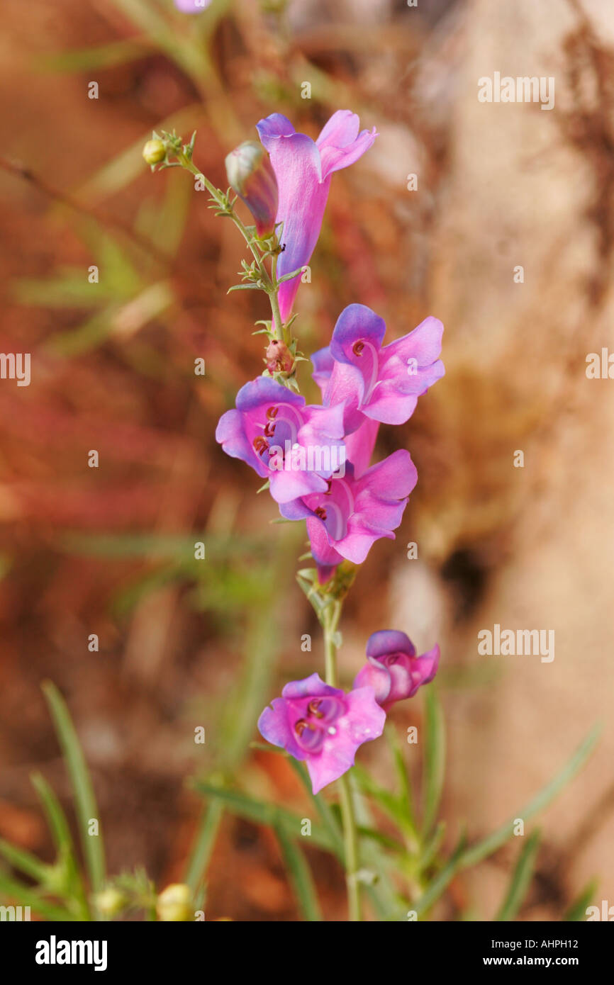 Santa Barbara Botanical Garden California USA Lowly Pentemon Penstemon ...