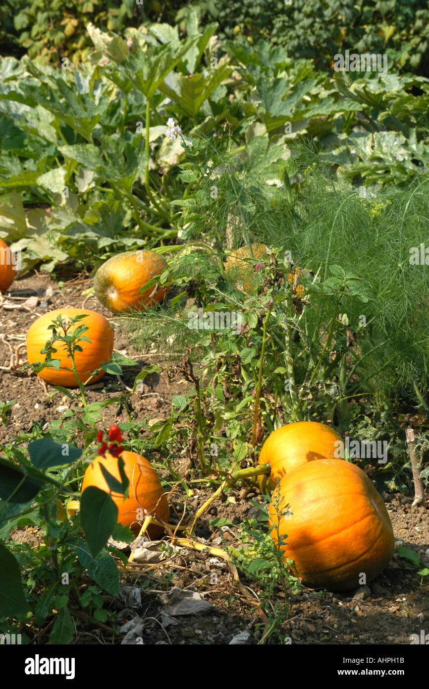 Orange Pumpkins growing on a garden allotment Stock Photo - Alamy
