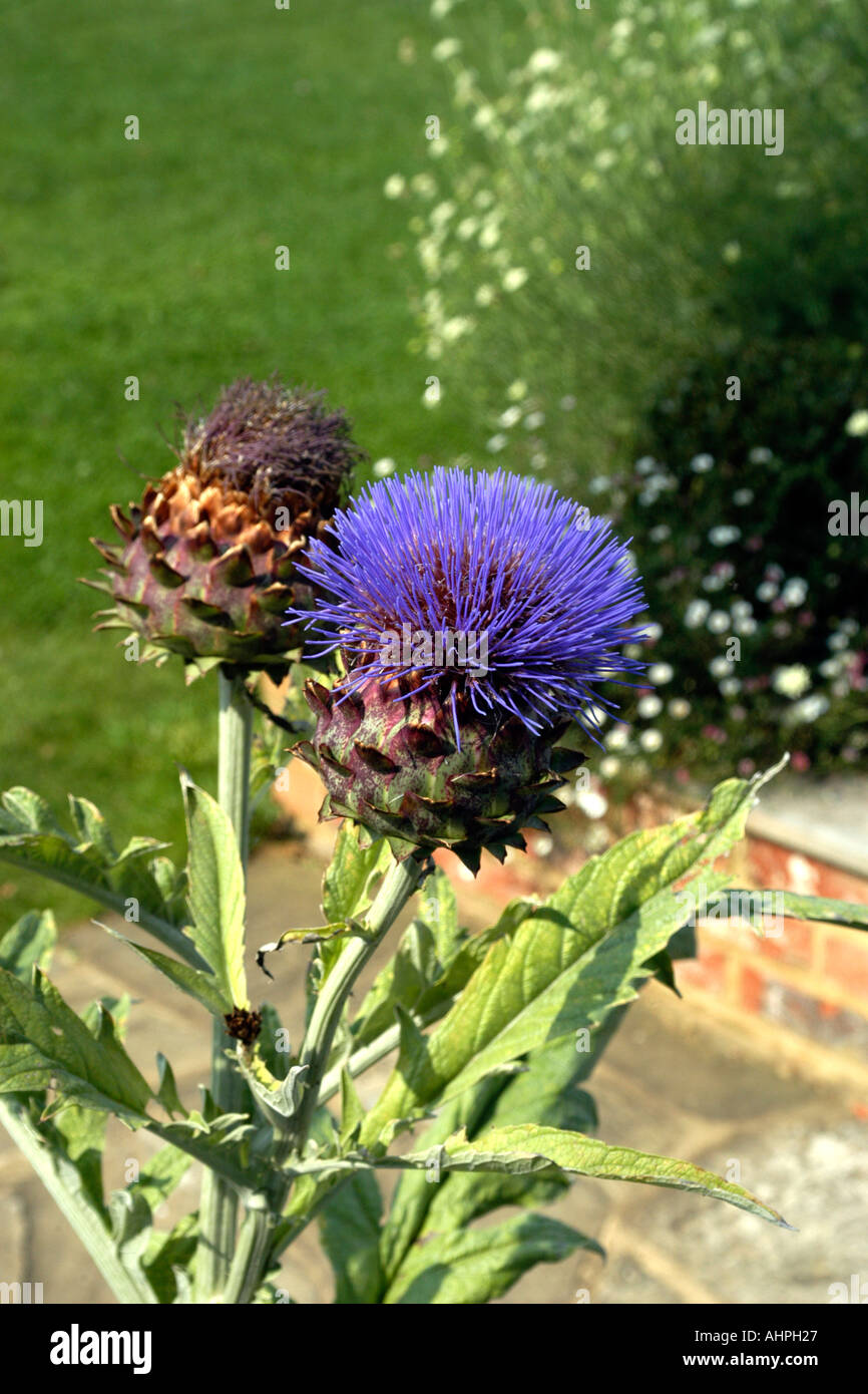 Scottish Thistle in an English country garden Stock Photo - Alamy