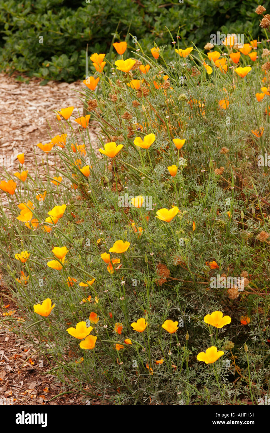 Santa Barbara Botanical Garden California USA Californian California ...