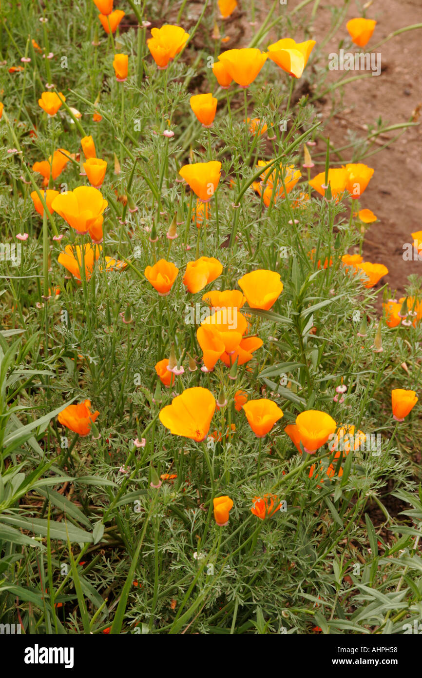 Santa Barbara Botanical Garden California USA Californian California ...