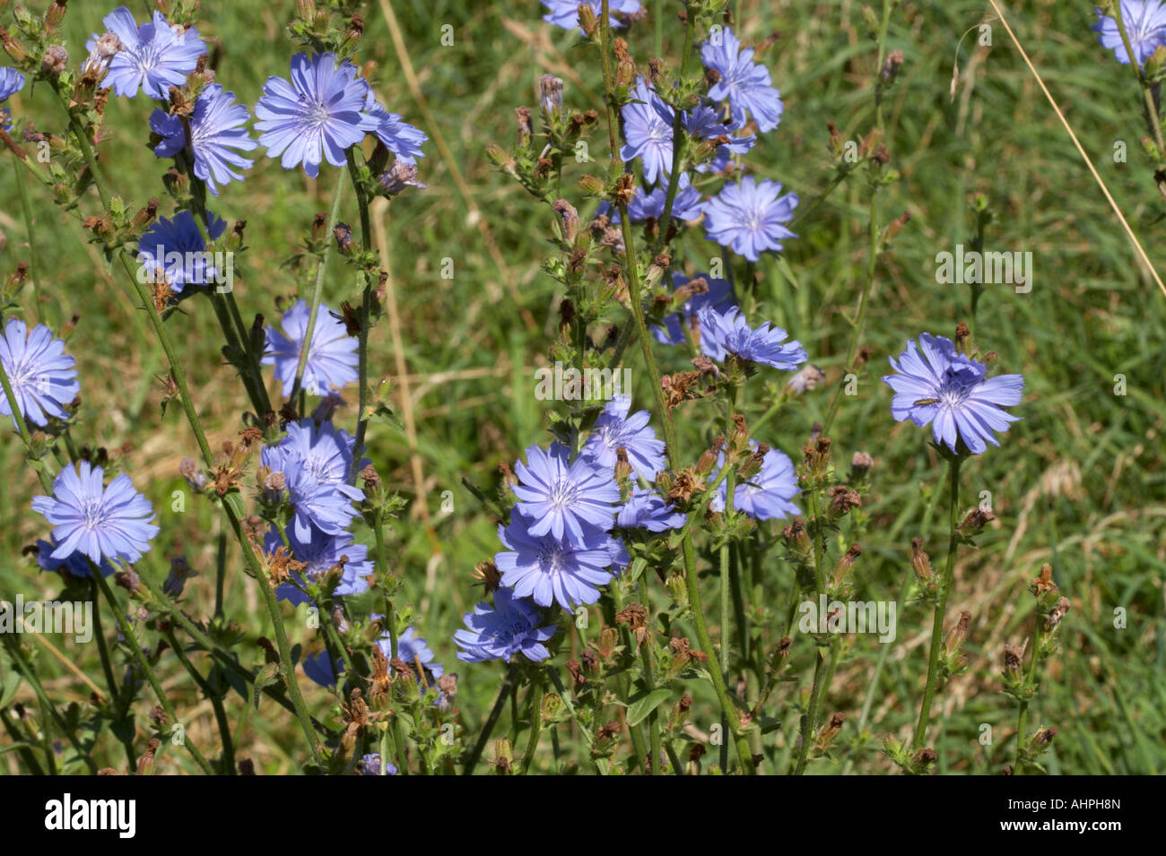 Salad with chicory flowers hi-res stock photography and images - Alamy