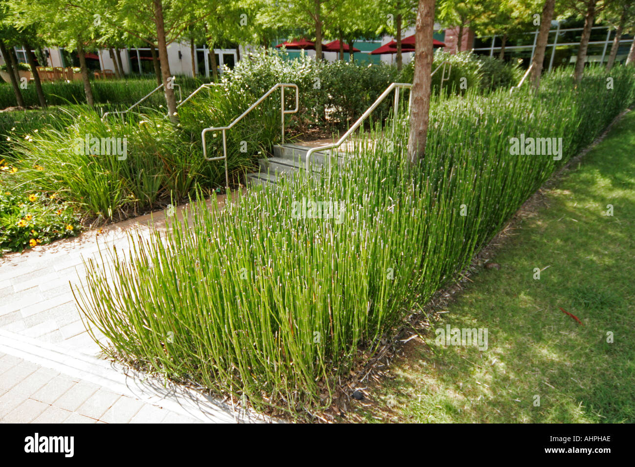 The Woodlands Houston Texas USA Bamboo used around a flower bed Stock ...