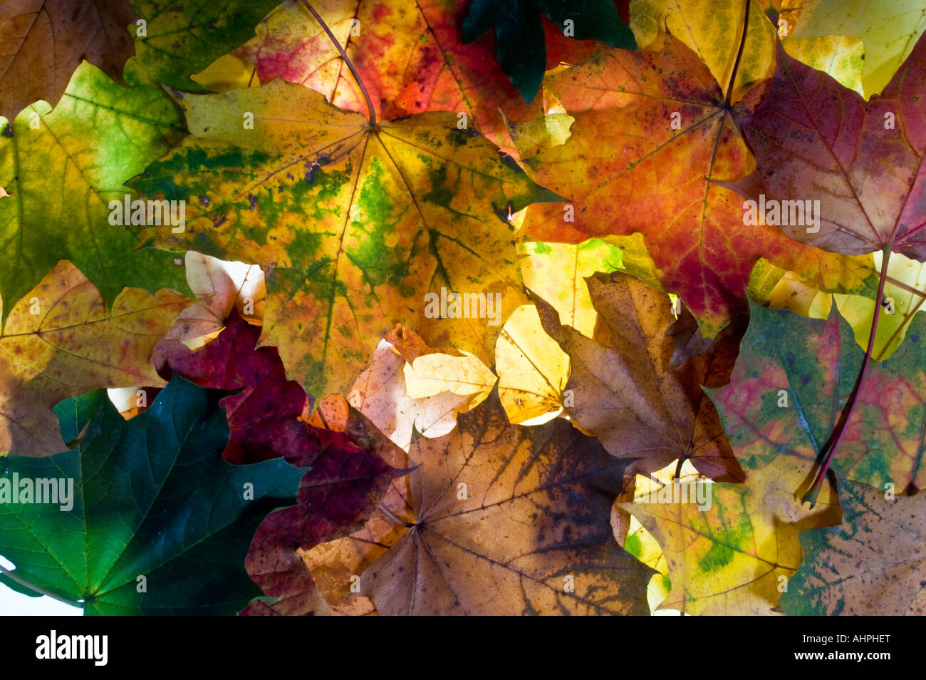 autum color colour dying leaf leaves maple Stock Photo - Alamy