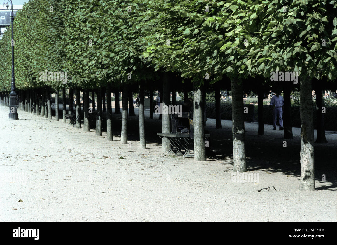 A line of trees in Paris France Stock Photo - Alamy