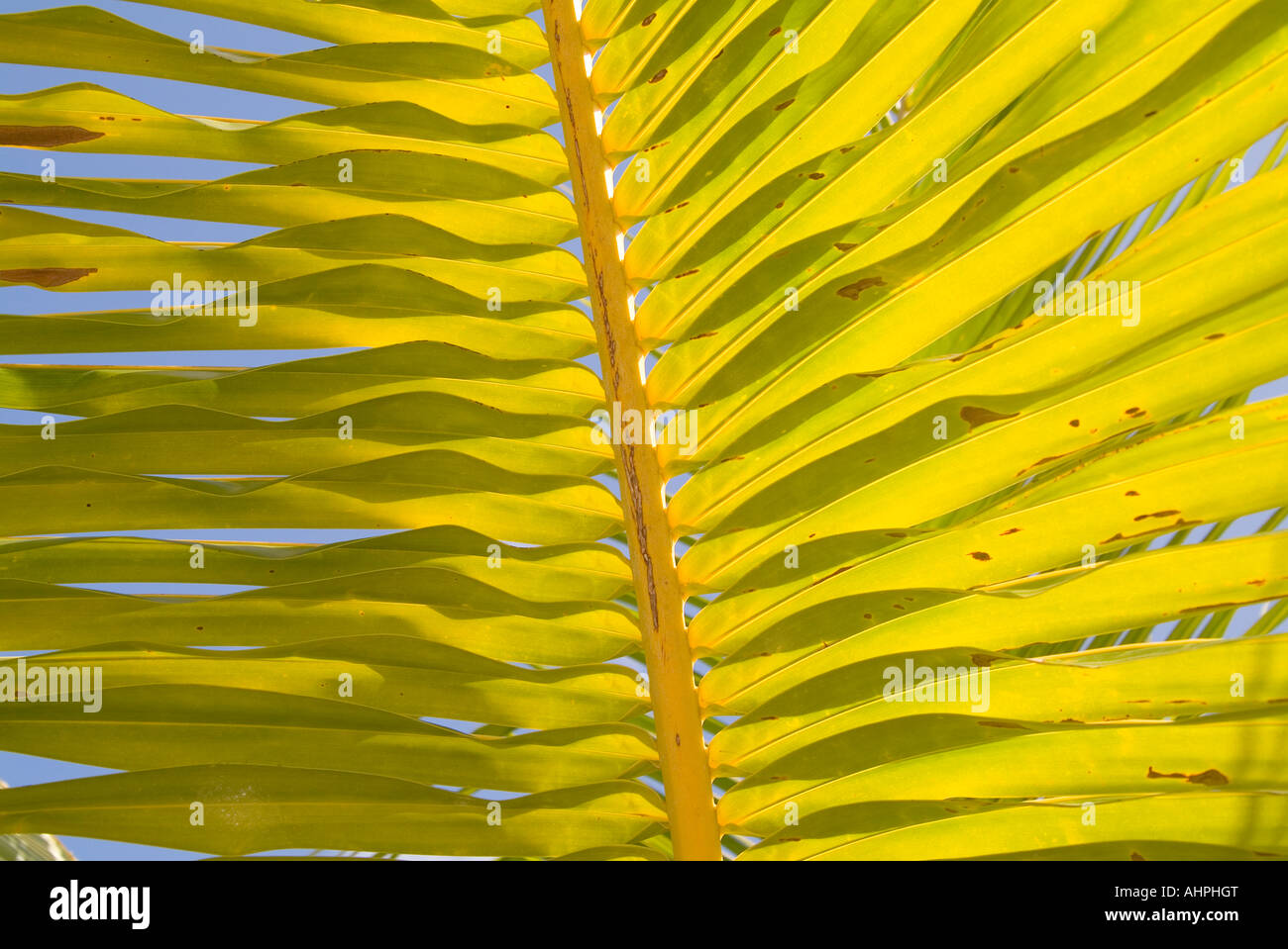 Pamm leaf detail Stock Photo - Alamy