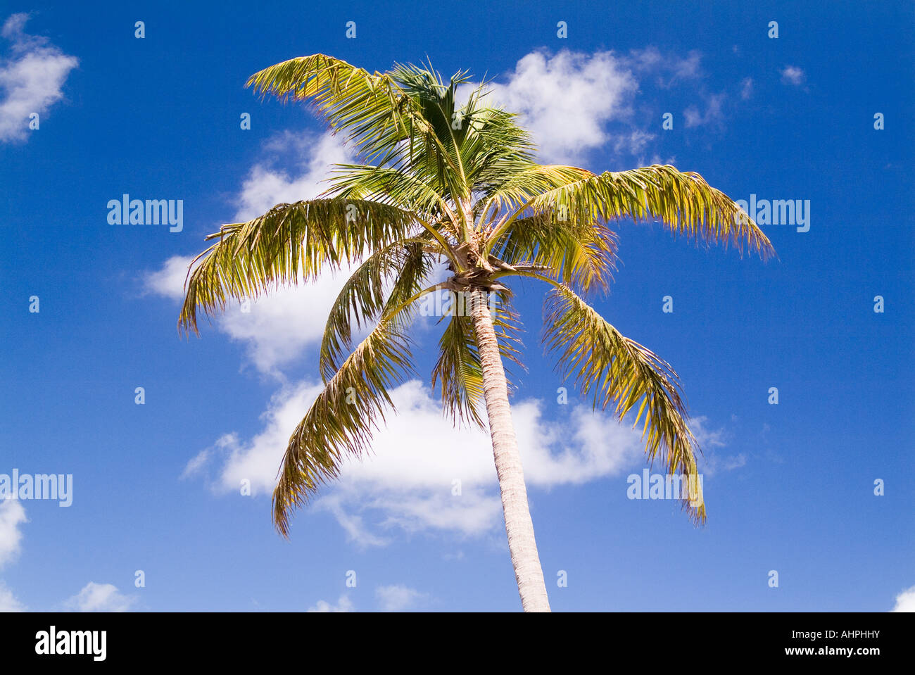Coconut tree virgin islands hi-res stock photography and images - Alamy