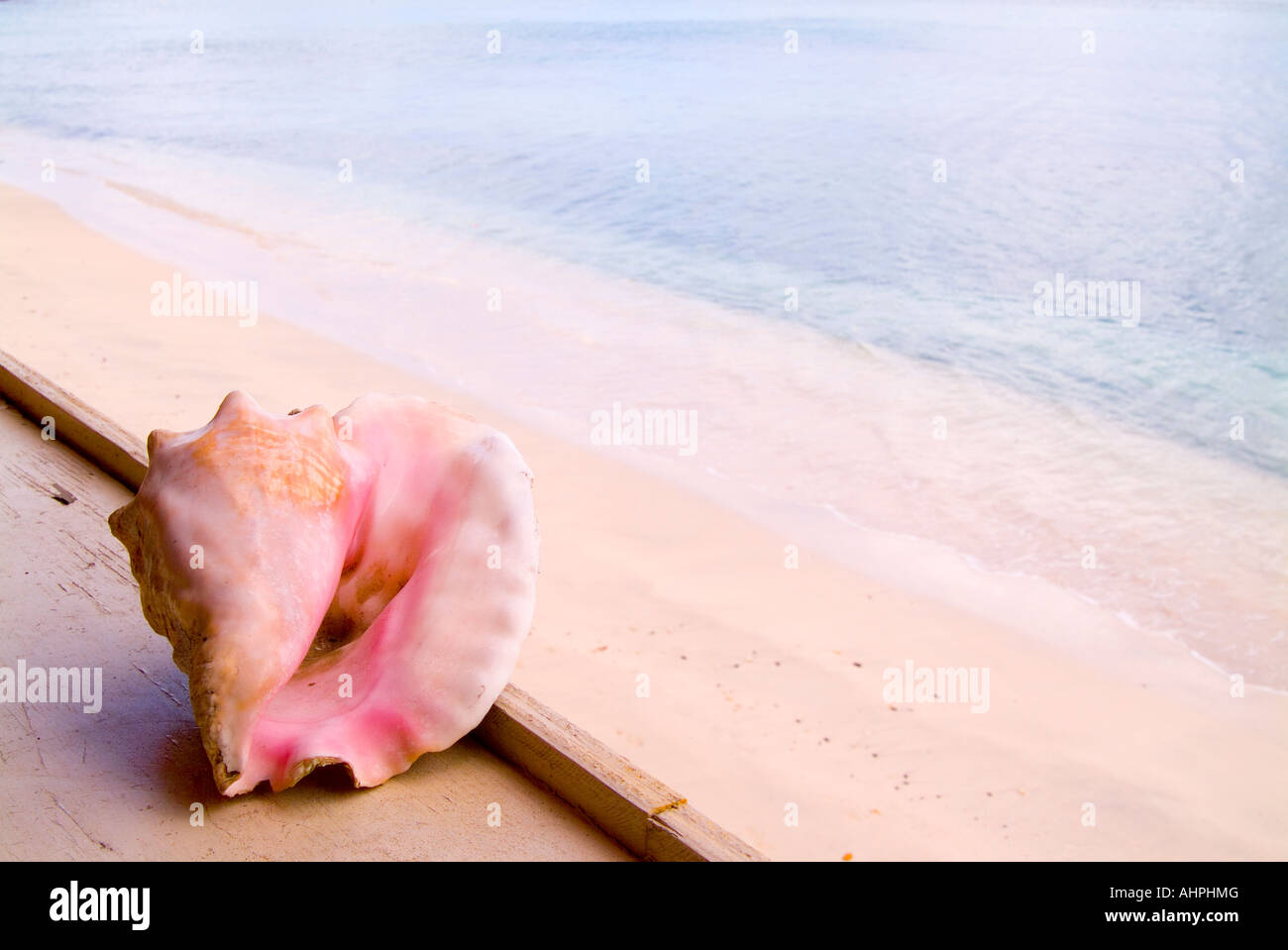 Sea conch on tropical beach Stock Photo - Alamy