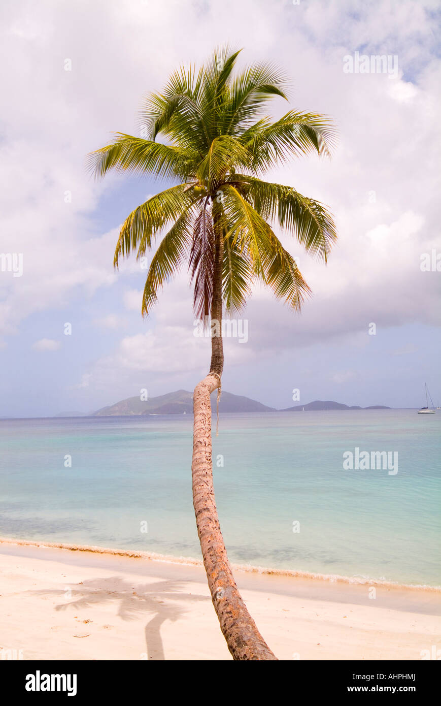 Coconut tree by sea in Caribbean Stock Photo - Alamy