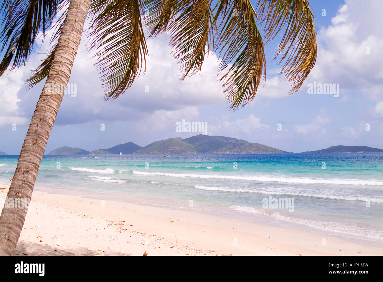 Tropical Tree on Beach, B.V.I Stock Photo - Alamy