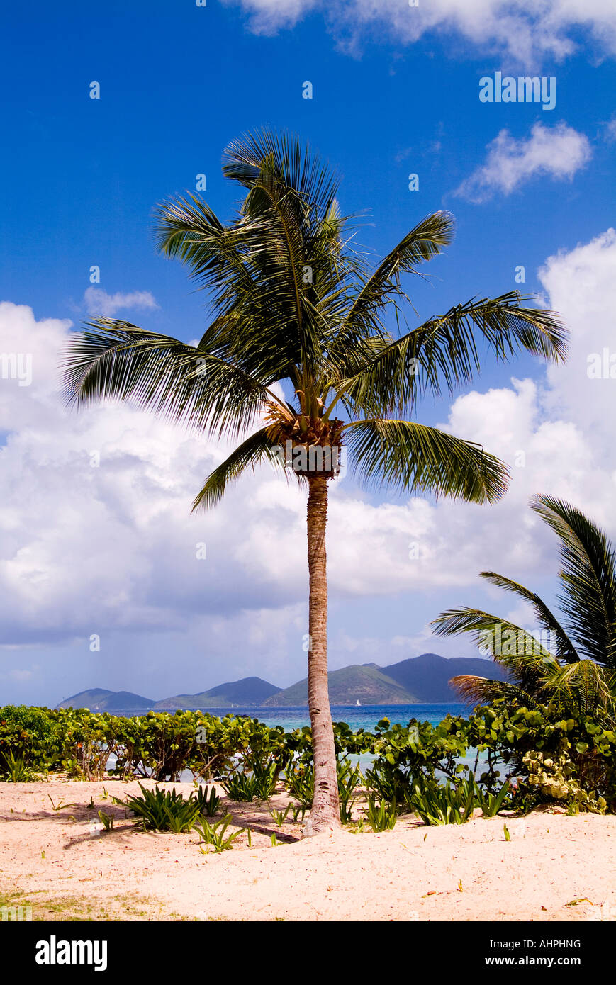 Coconut tree on tropical beach Stock Photo - Alamy