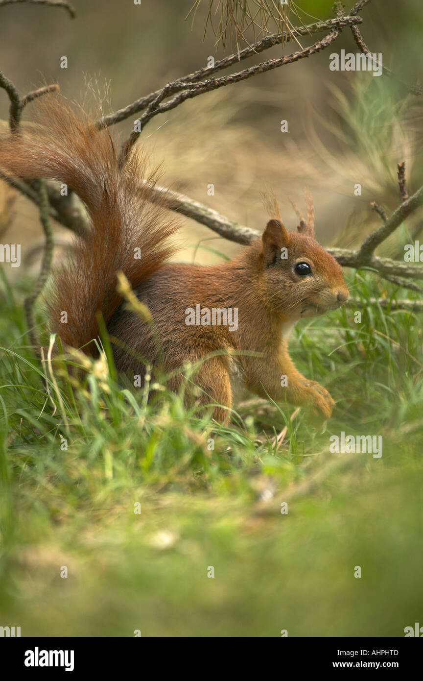 Red squirrel uk not scotland pine cone hi-res stock photography and ...