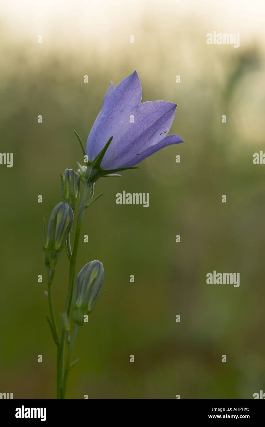 Hare bells hi-res stock photography and images - Alamy