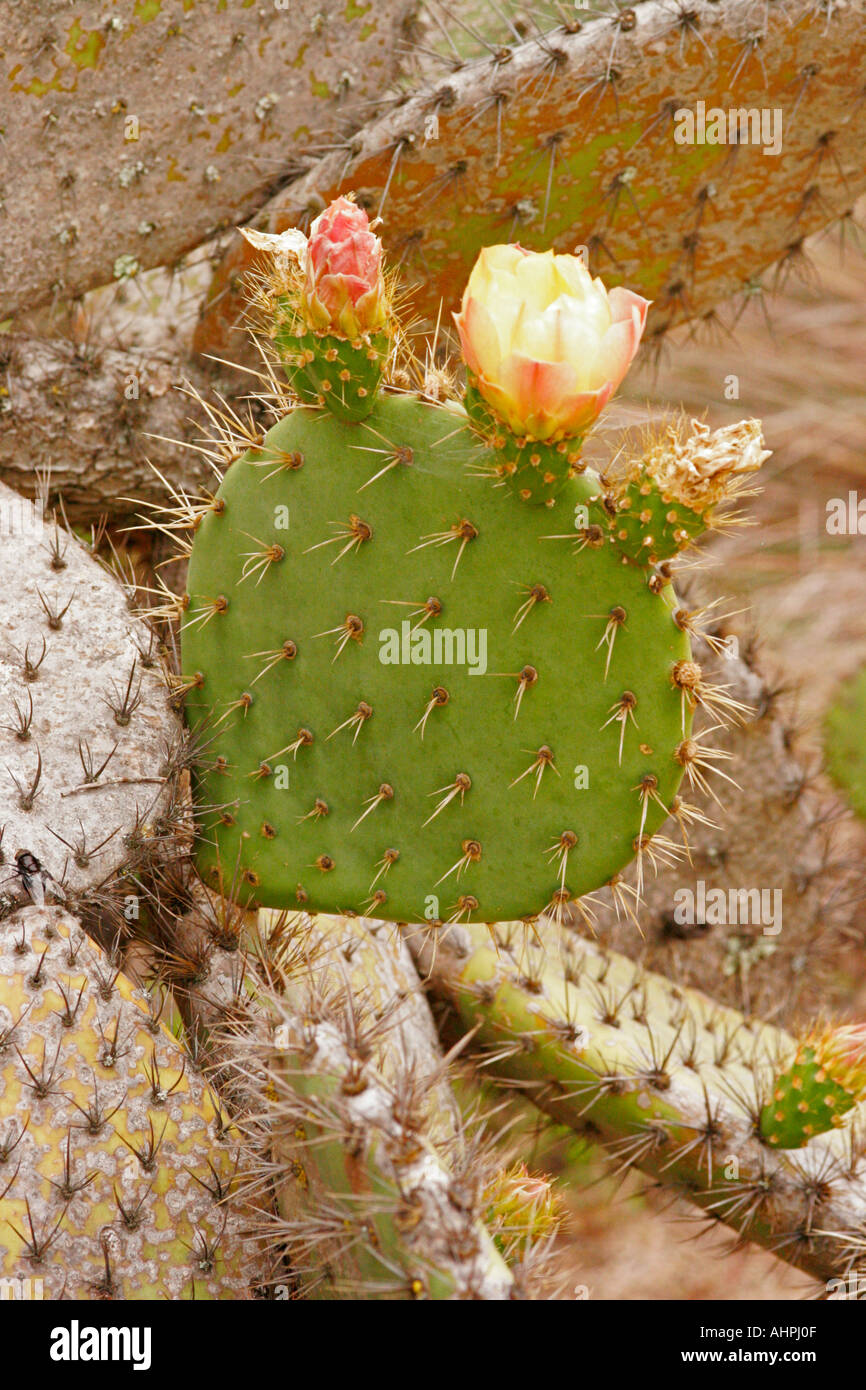 Santa Barbara Botanical Garden California USA Chapparal Prickly Pear ...