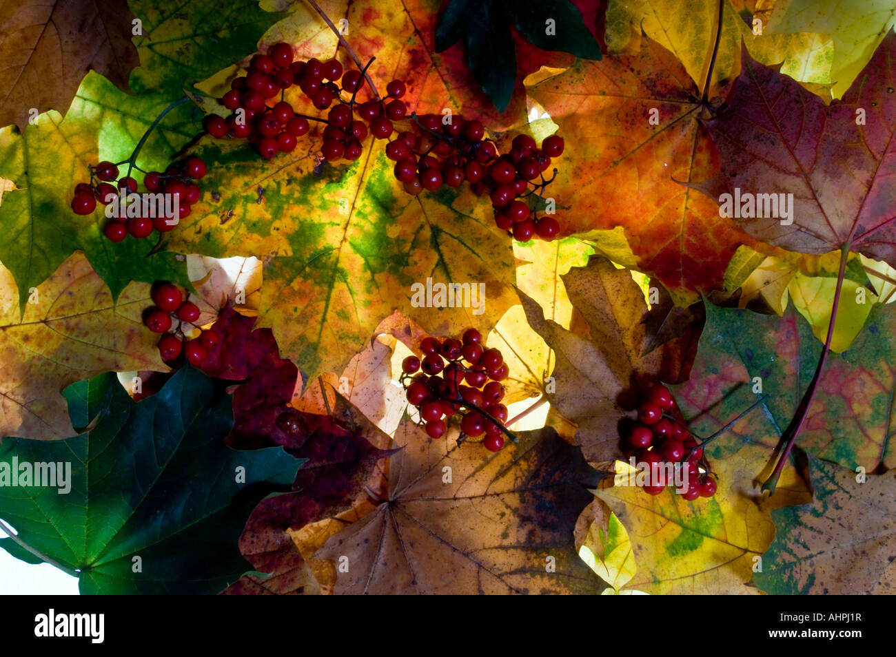 autum color colour dying leaf leaves maple Stock Photo - Alamy
