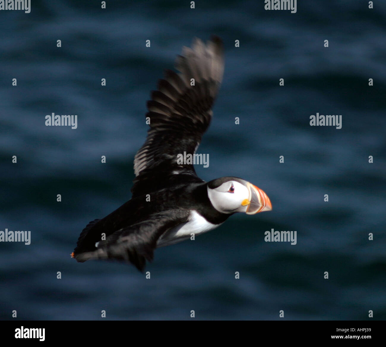 Puffin facing ocean hi-res stock photography and images - Alamy