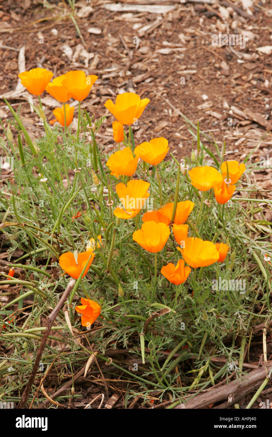 Santa Barbara Botanical Garden California USA Californian California ...