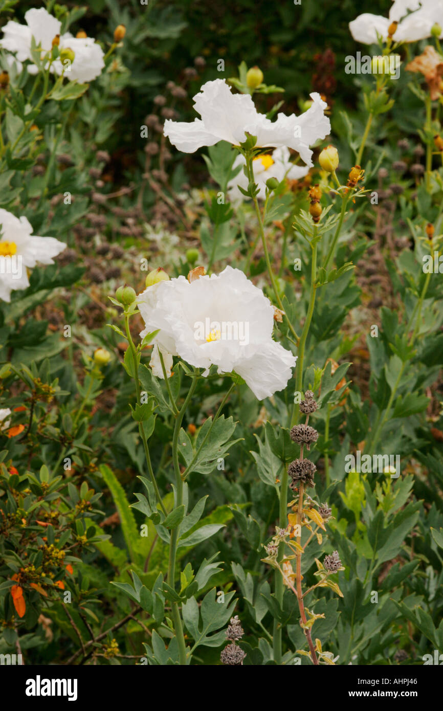 Santa Barbara Botanical Garden California USA Prickly Poppy Agemone ...
