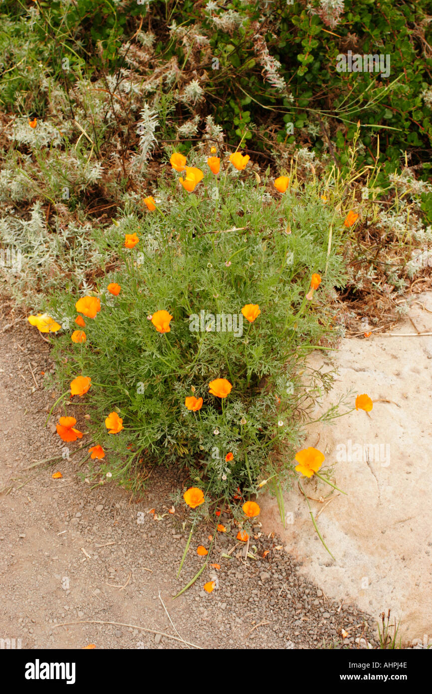 Santa Barbara Botanical Garden California USA Californian California ...