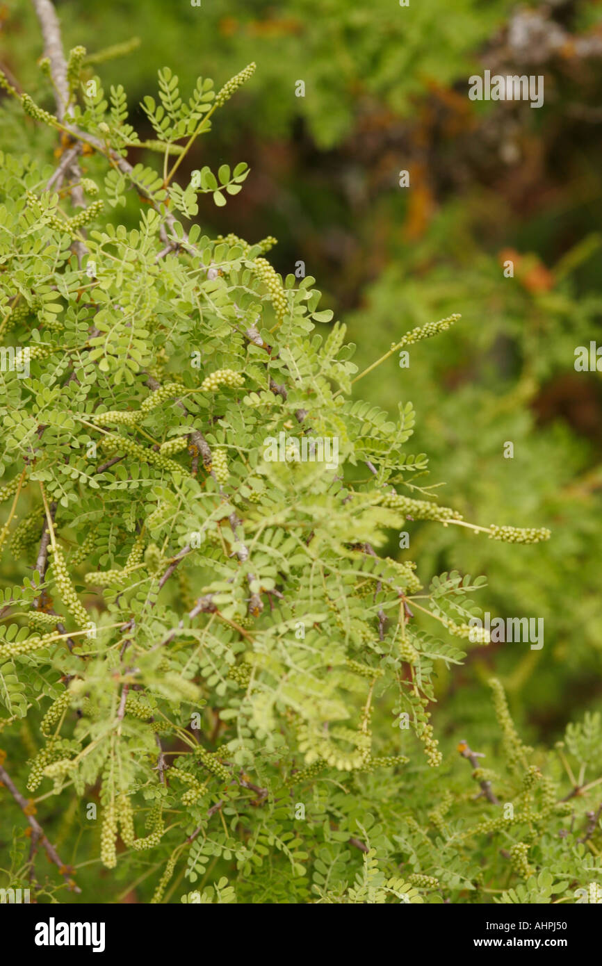 Santa Barbara Botanical Garden California USA Cat claw Acacia Greggi ...