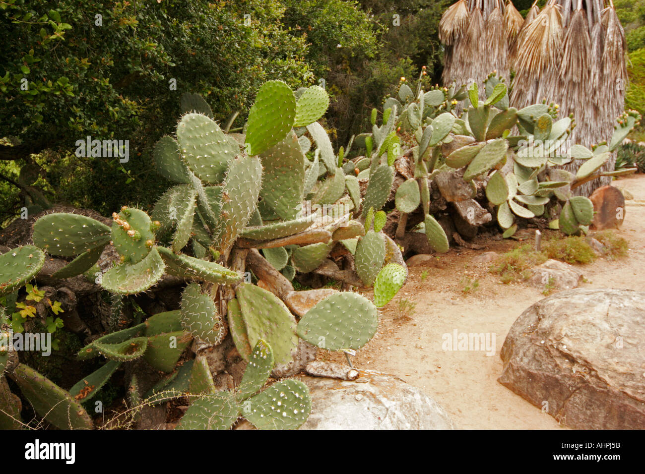 Santa Barbara Botanical Garden California USA Indian Fig Opuntia Ficus ...