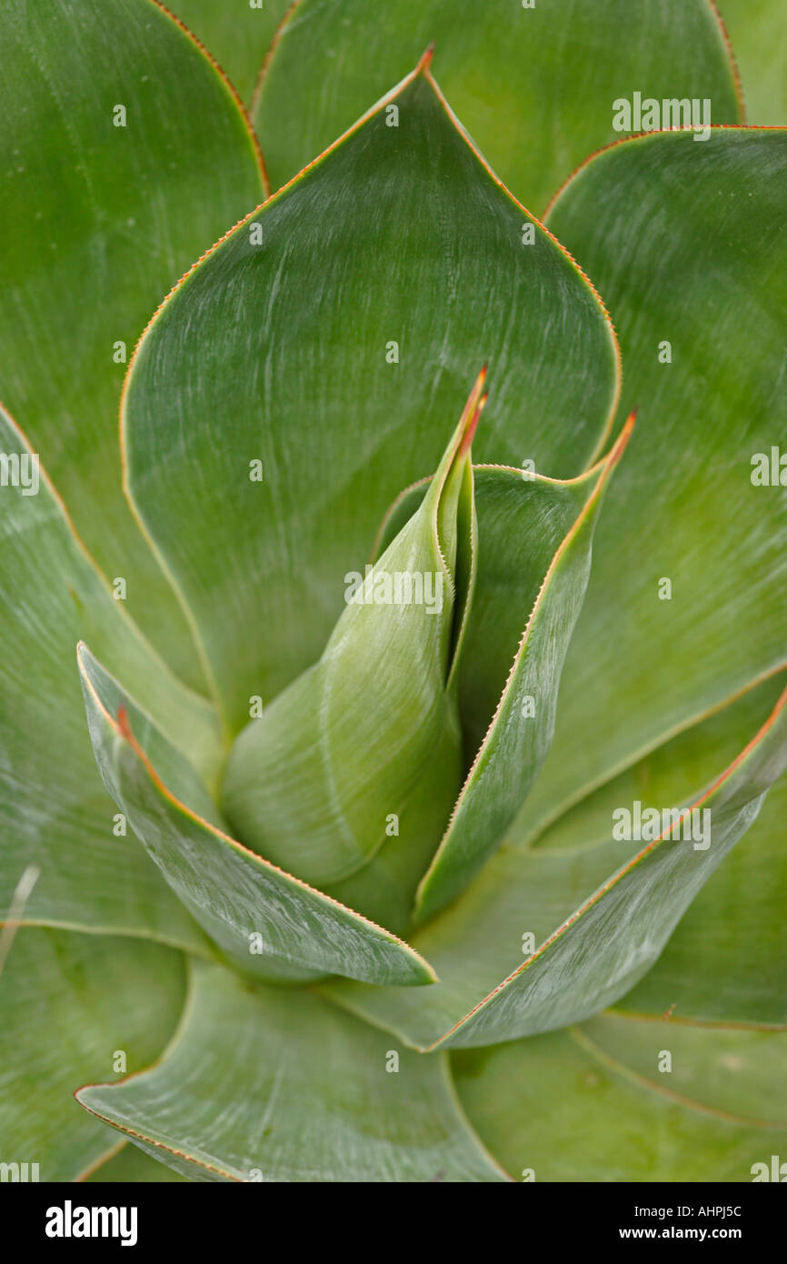 Santa Barbara Botanical Garden California USA Agave David Verity Stock ...