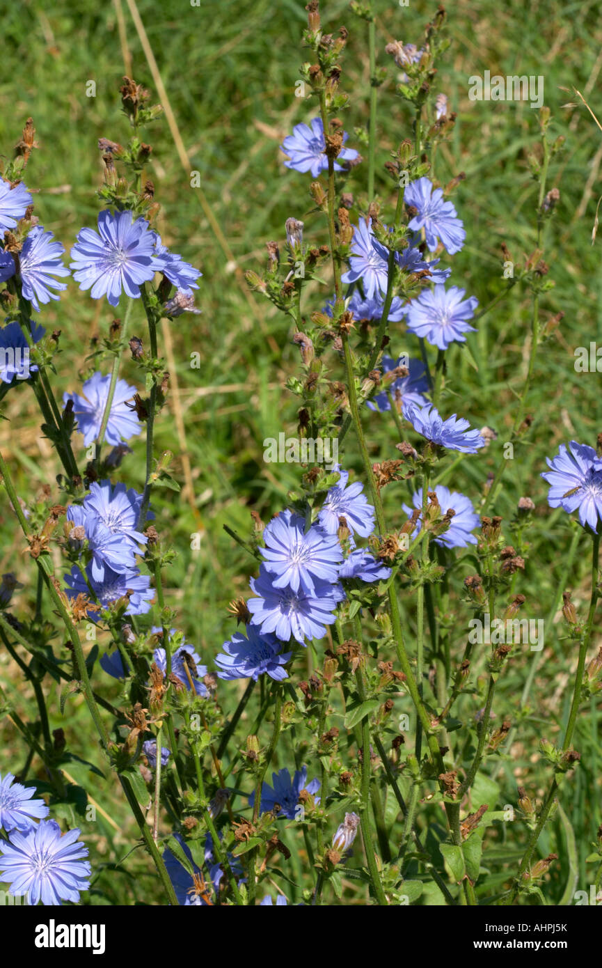 Salad with chicory flowers hi-res stock photography and images - Alamy