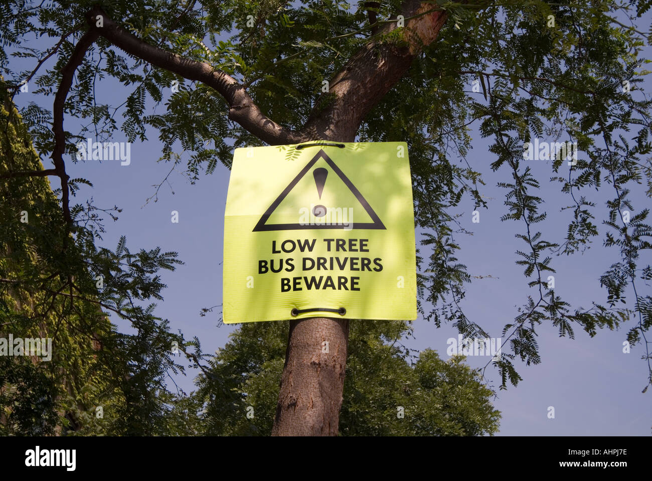 Sign on a tree warning passing buses of branches Stock Photo - Alamy