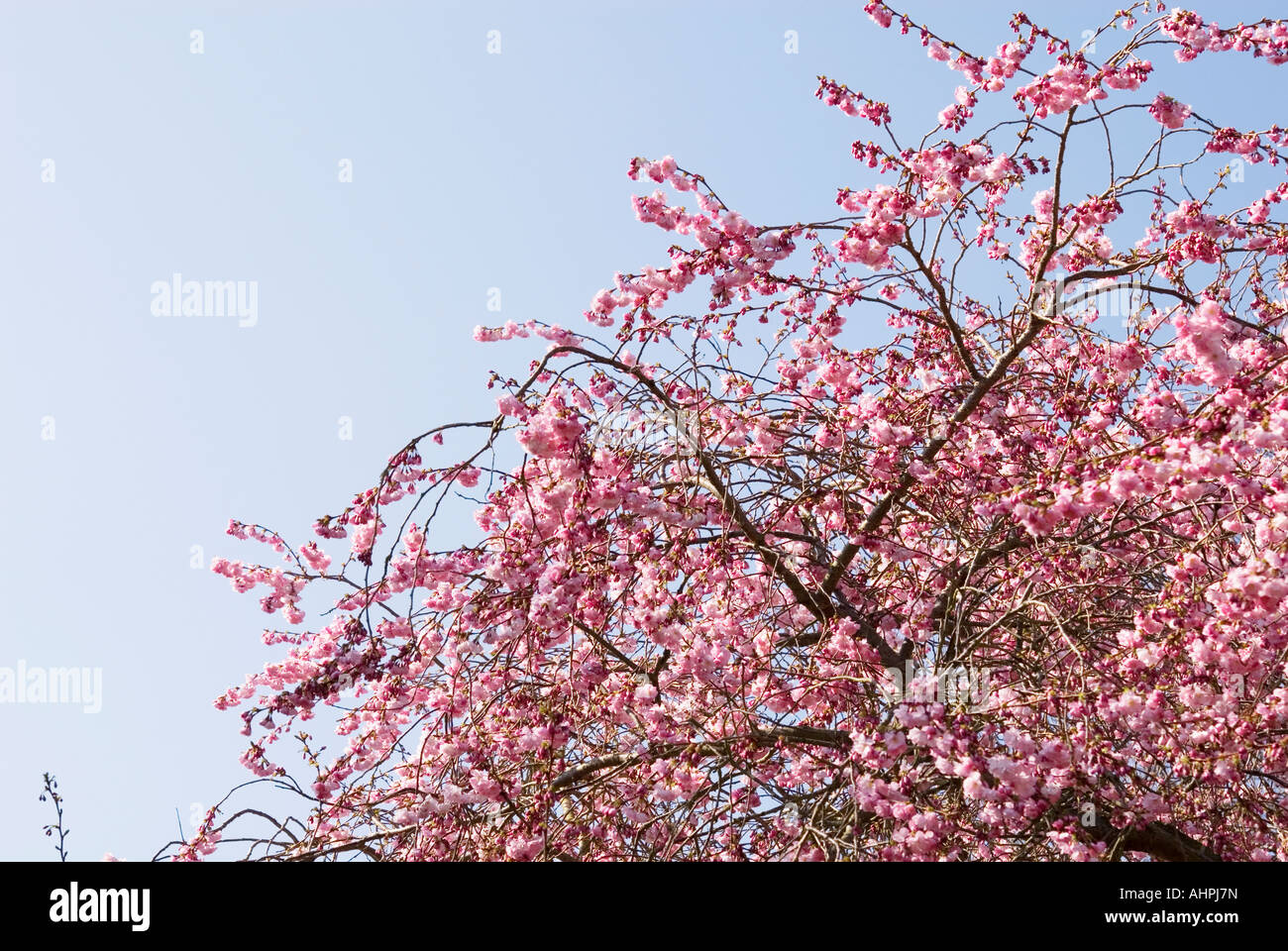 Pink Spring Blossom Stock Photo - Alamy
